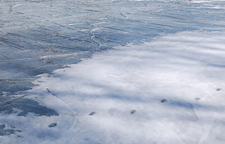 Home | Evergreen Turf Covers